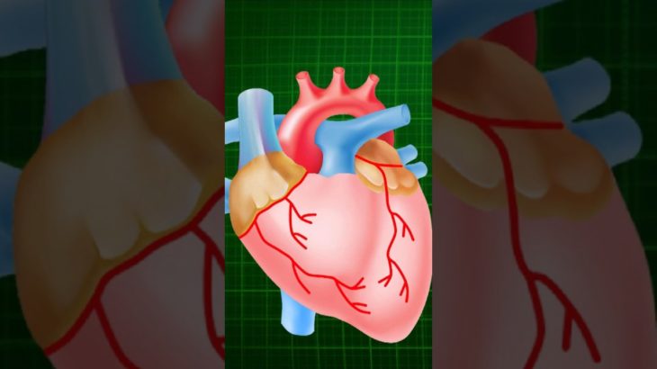 5 Simple Health Hacks to Improve Your Heart Wellbeing Today! │ 癒し系 ...